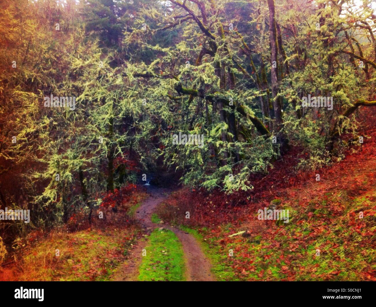 Percorso nel bosco immagini e fotografie stock ad alta risoluzione - Alamy