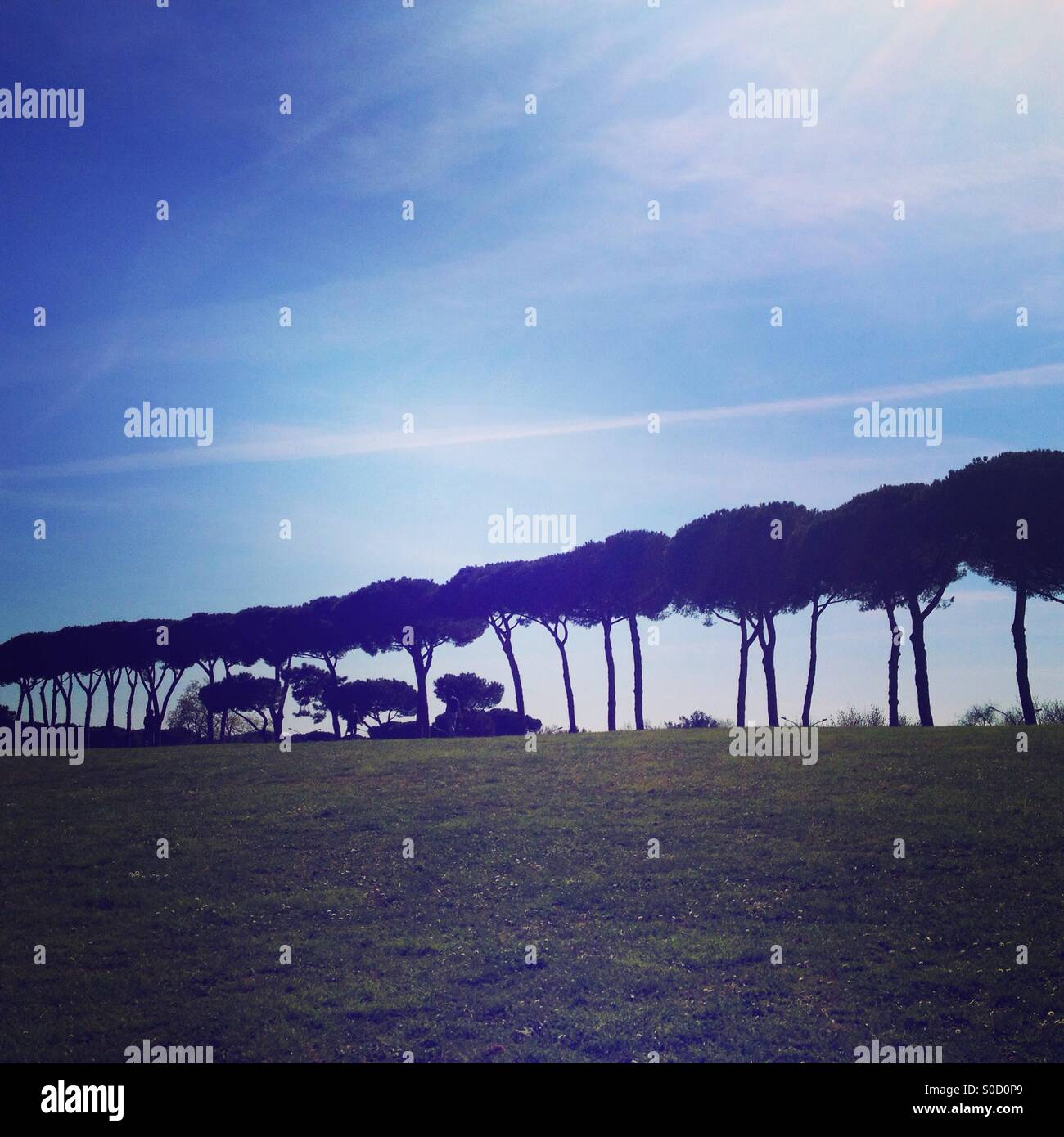 Pini di roma immagini e fotografie stock ad alta risoluzione - Alamy