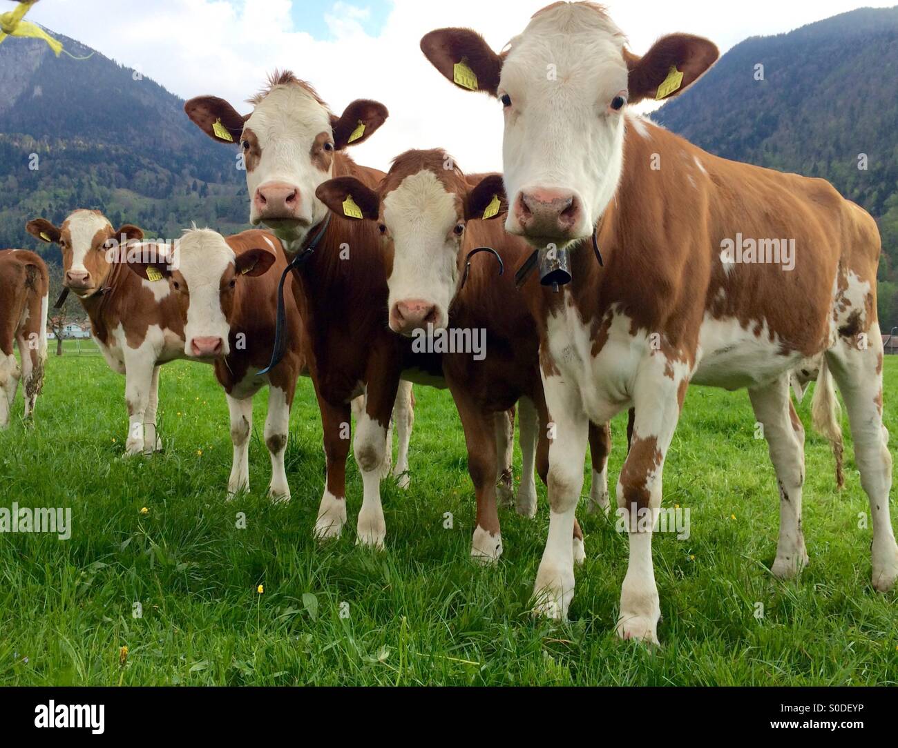 Mucche con campane immagini e fotografie stock ad alta risoluzione - Alamy