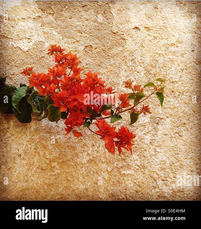 Pianta Rampicante Per Muro Immagini e Fotos Stock - Alamy