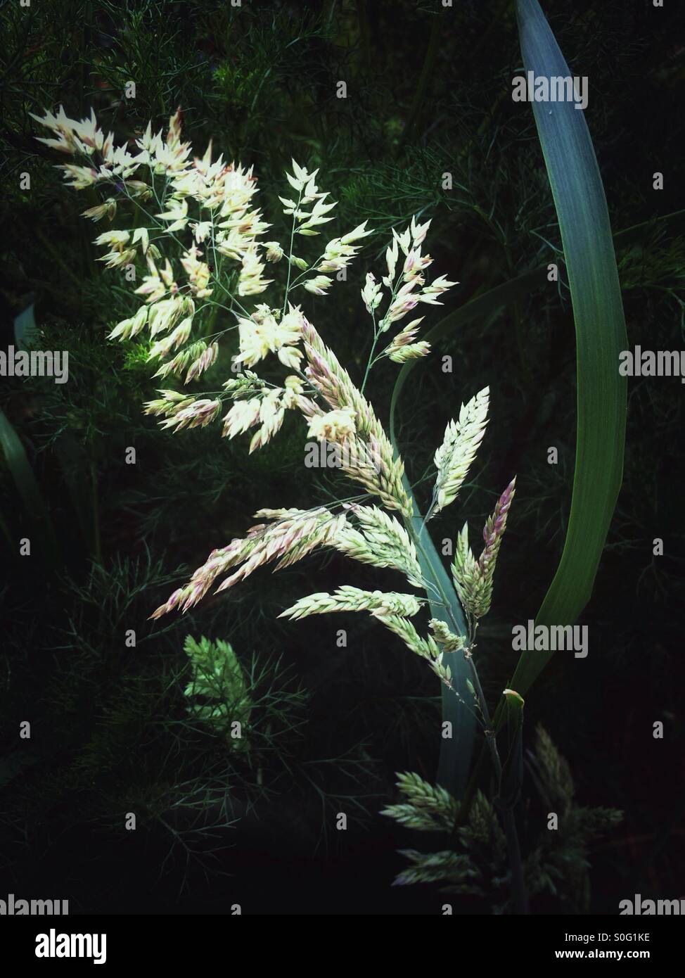 Semi di erba immagini e fotografie stock ad alta risoluzione - Alamy