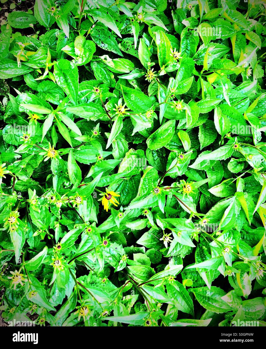 Weed texture immagini e fotografie stock ad alta risoluzione - Alamy