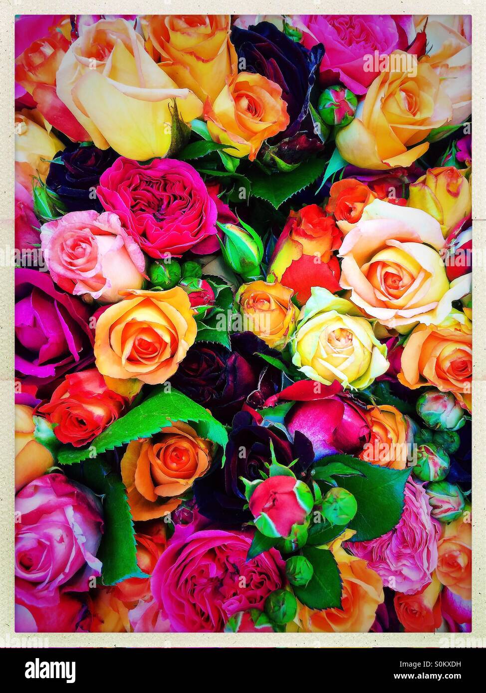 Rose colorate immagini e fotografie stock ad alta risoluzione - Alamy