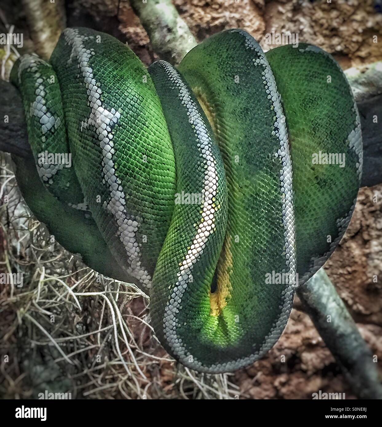 Serpente che dorme immagini e fotografie stock ad alta risoluzione - Alamy