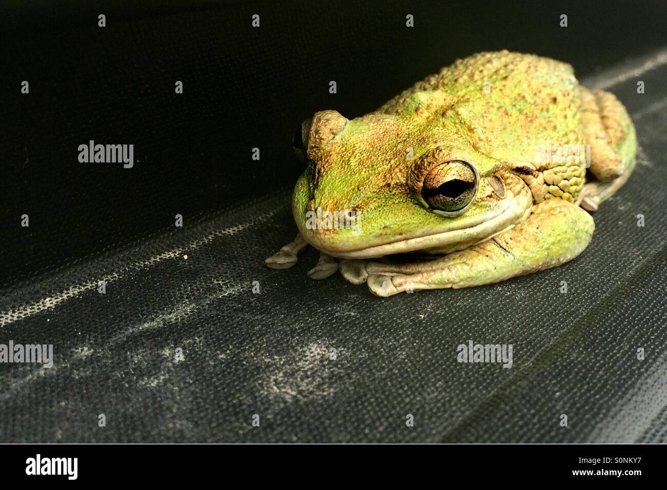 Gambe di rana immagini e fotografie stock ad alta risoluzione - Alamy
