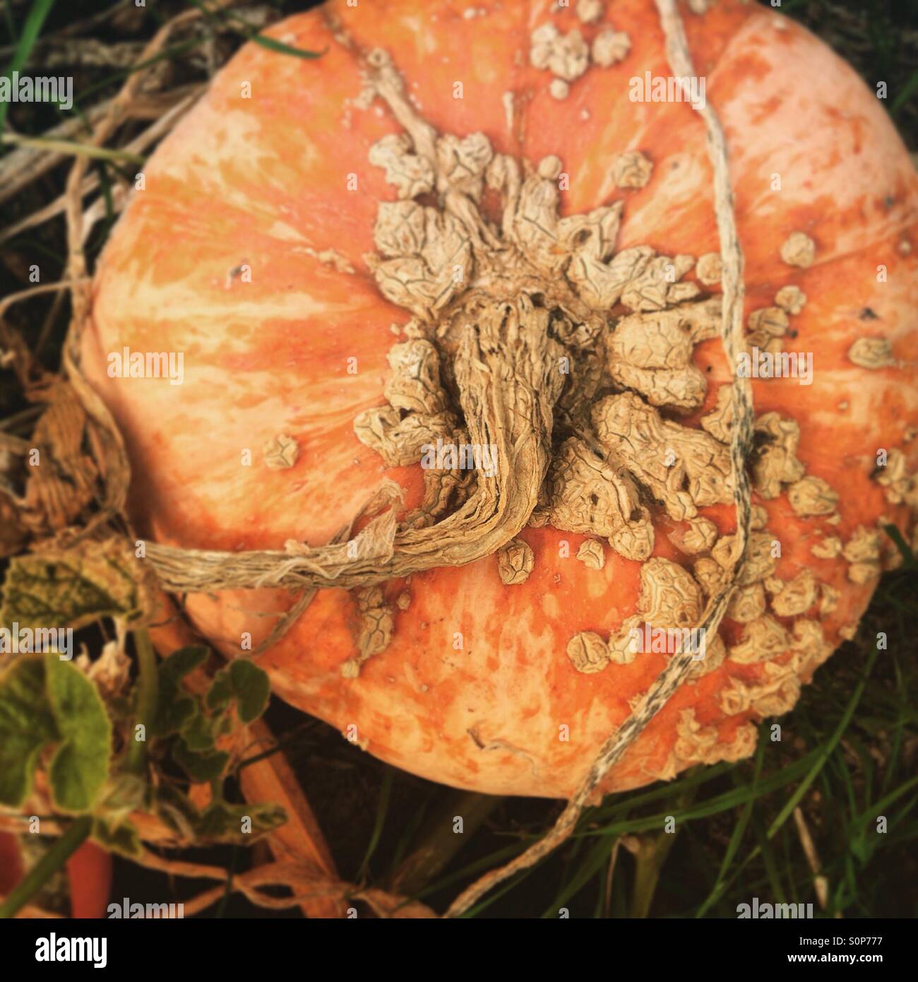 Zucca verruca immagini e fotografie stock ad alta risoluzione - Alamy
