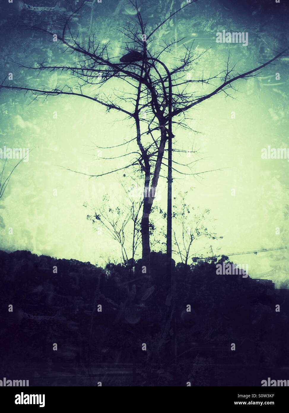 Albero con rami secchi immagini e fotografie stock ad alta risoluzione ...