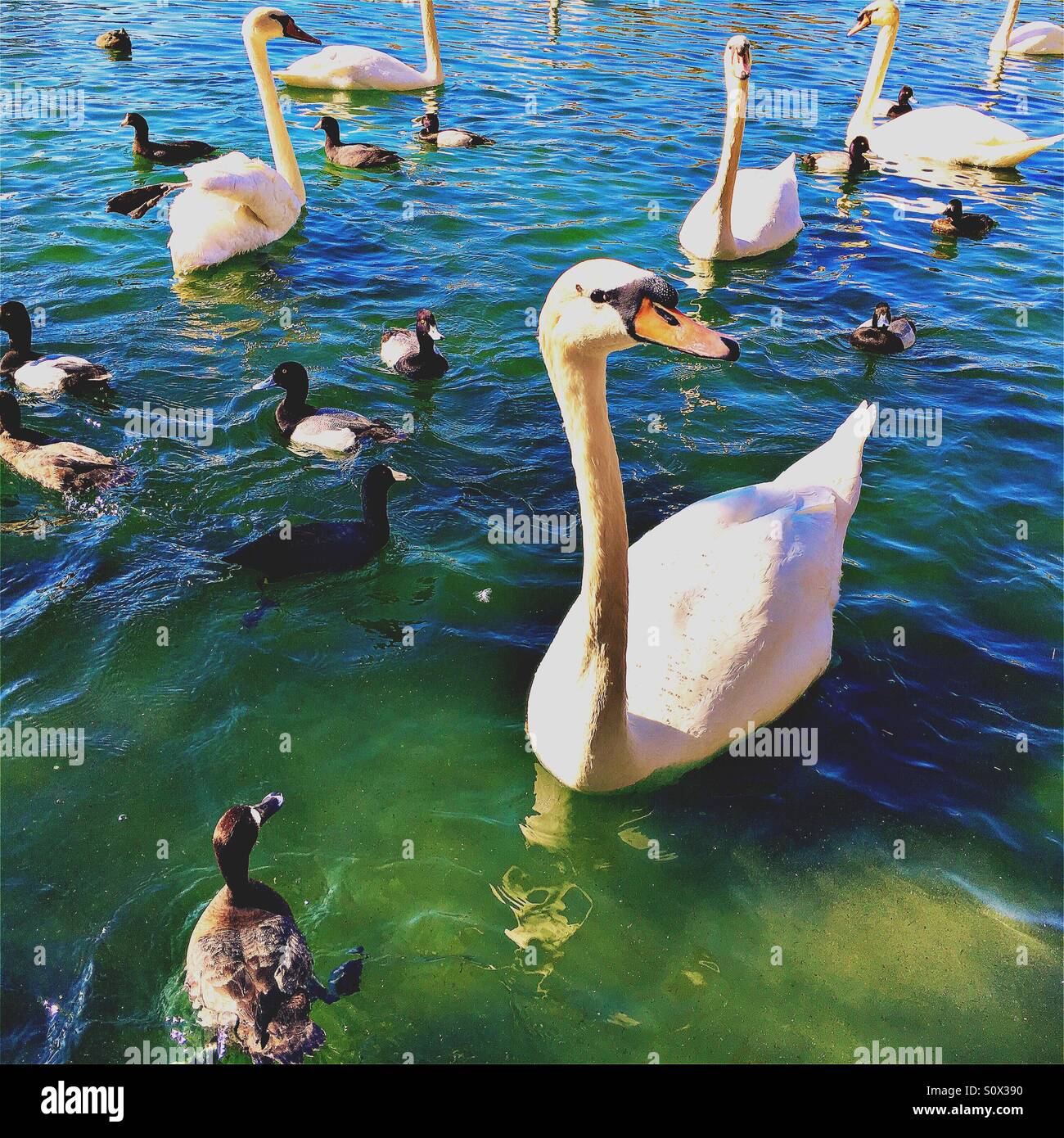 Lago lago dei cigni immagini e fotografie stock ad alta risoluzione - Alamy