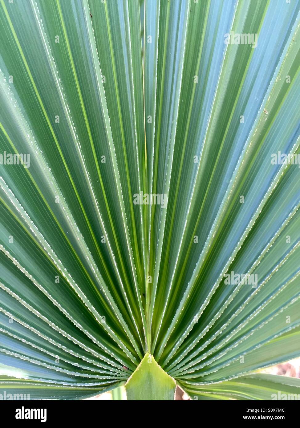 Palmetto blu immagini e fotografie stock ad alta risoluzione - Alamy