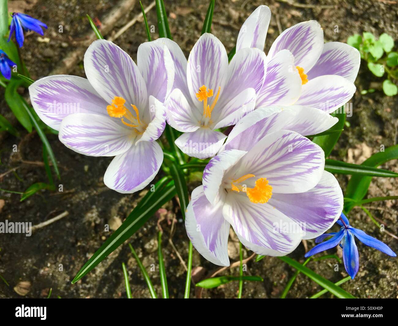 Crocus crocus spec immagini e fotografie stock ad alta risoluzione - Alamy