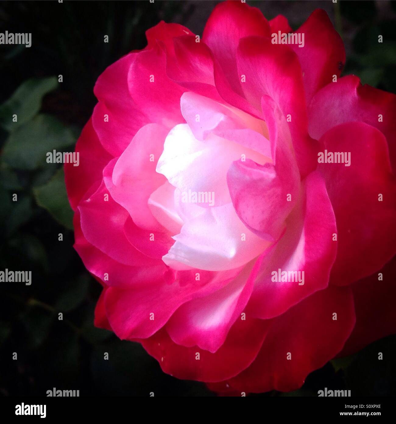 Rosa rossa e bianca immagini e fotografie stock ad alta risoluzione - Alamy