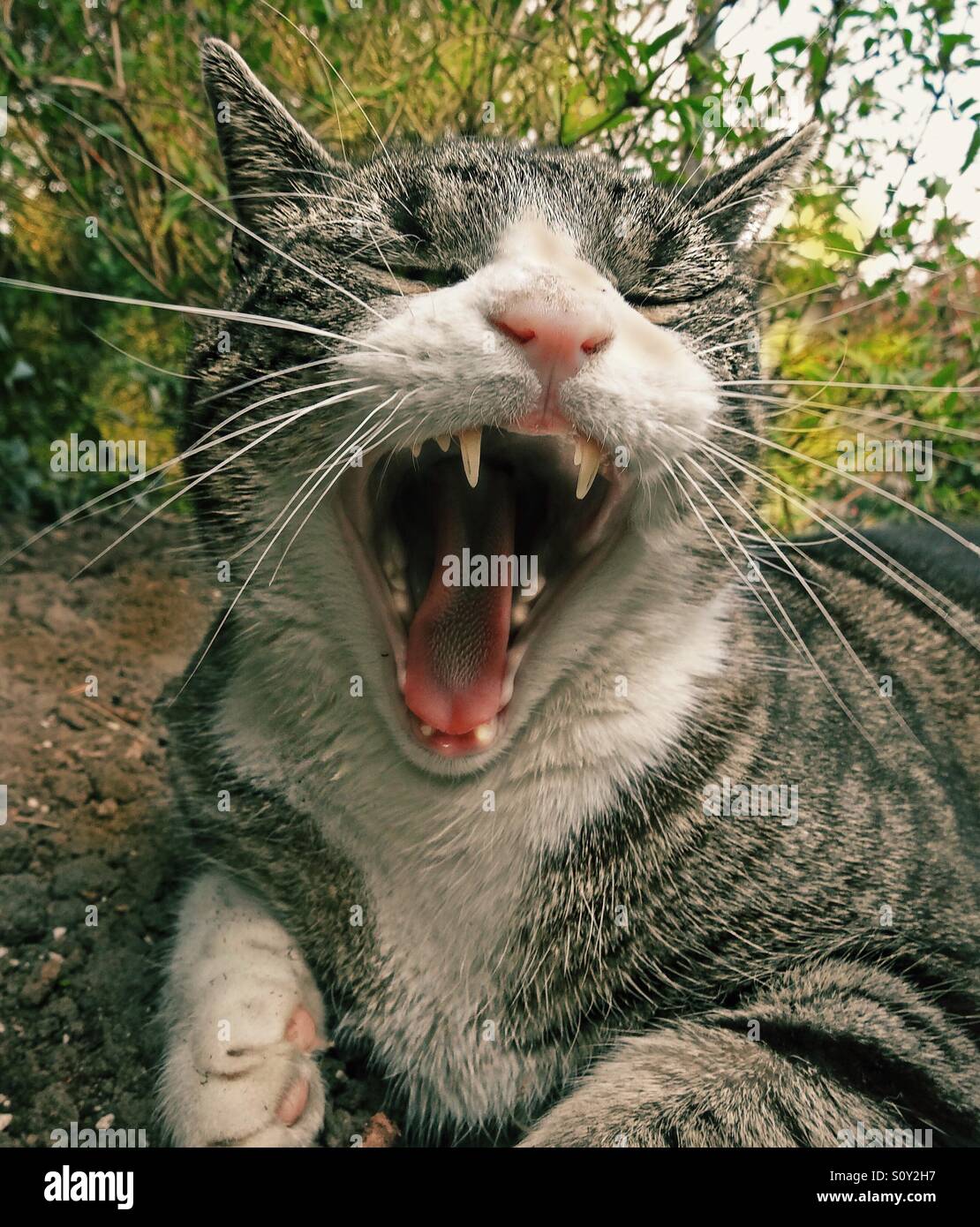 Gatto che sbadiglia immagini e fotografie stock ad alta risoluzione - Alamy