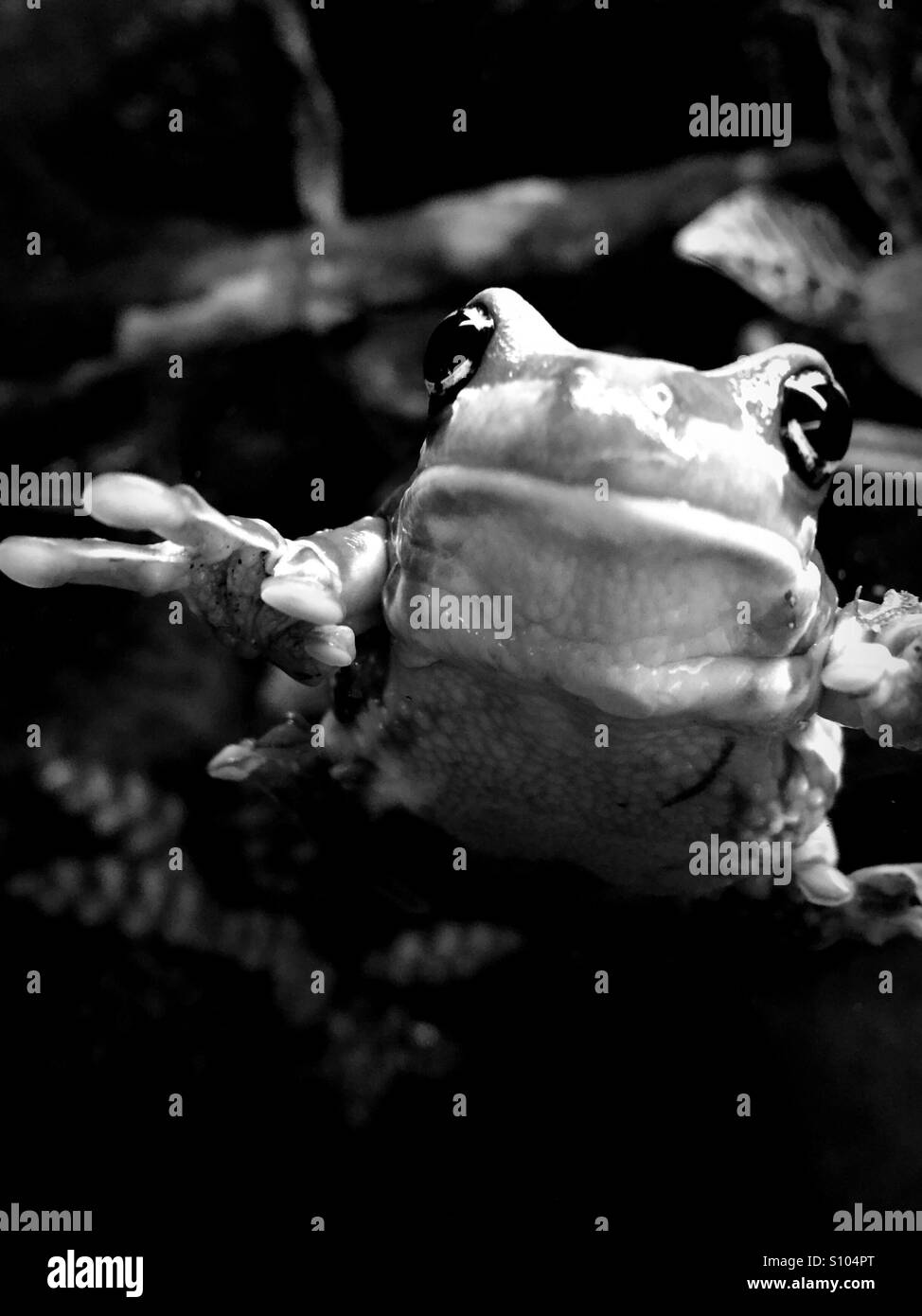 Rana che salta Foto e Immagini Stock in Bianco e Nero - Alamy