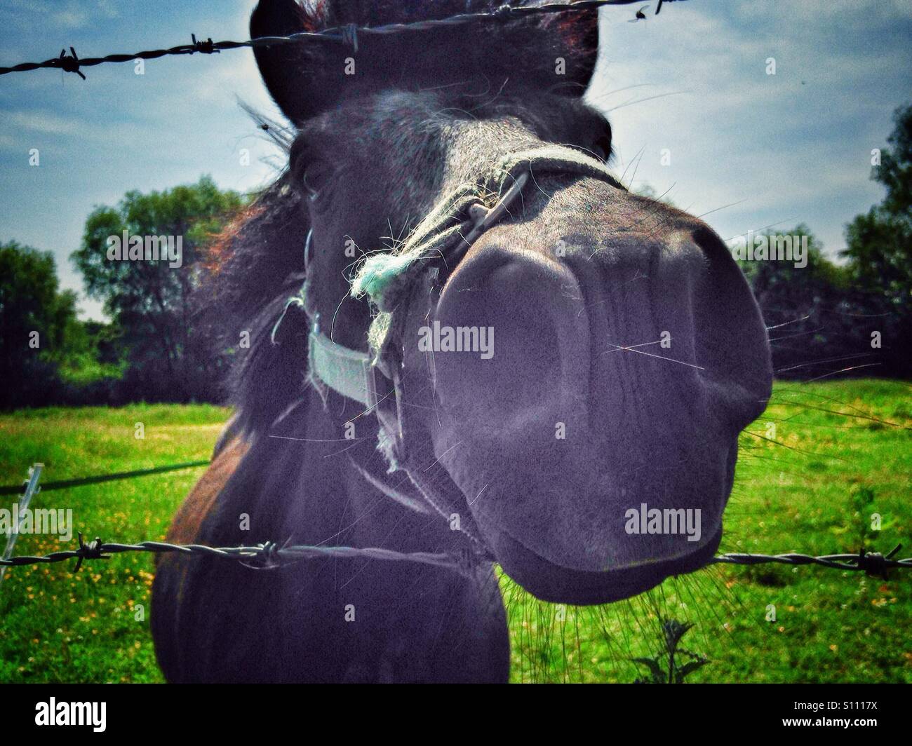 Pony nero immagini e fotografie stock ad alta risoluzione - Alamy