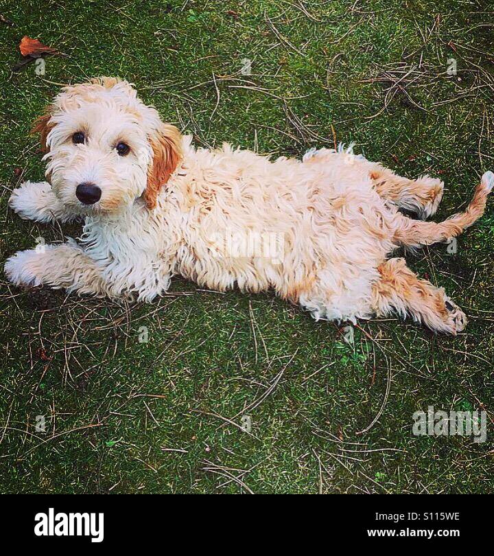 Cockapoo puppy immagini e fotografie stock ad alta risoluzione - Alamy
