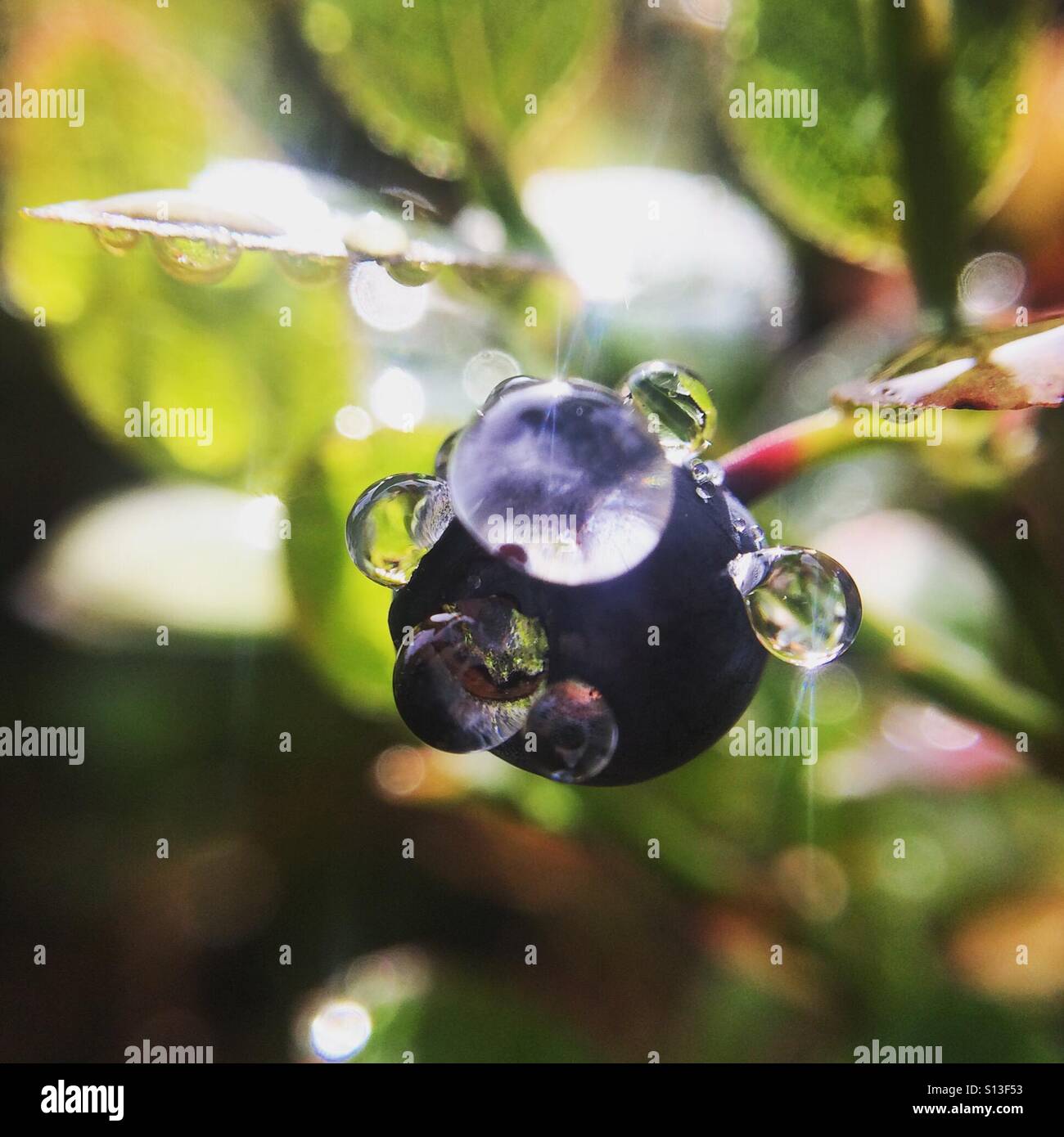 Rugiada di montagna immagini e fotografie stock ad alta risoluzione - Alamy