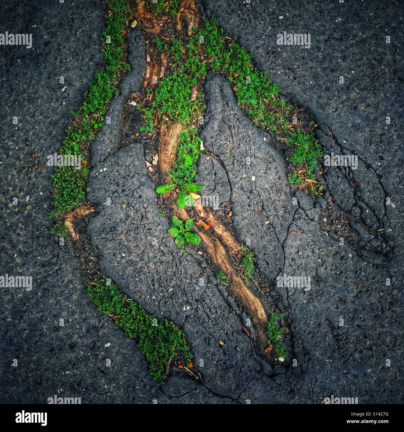 Power radice immagini e fotografie stock ad alta risoluzione - Alamy