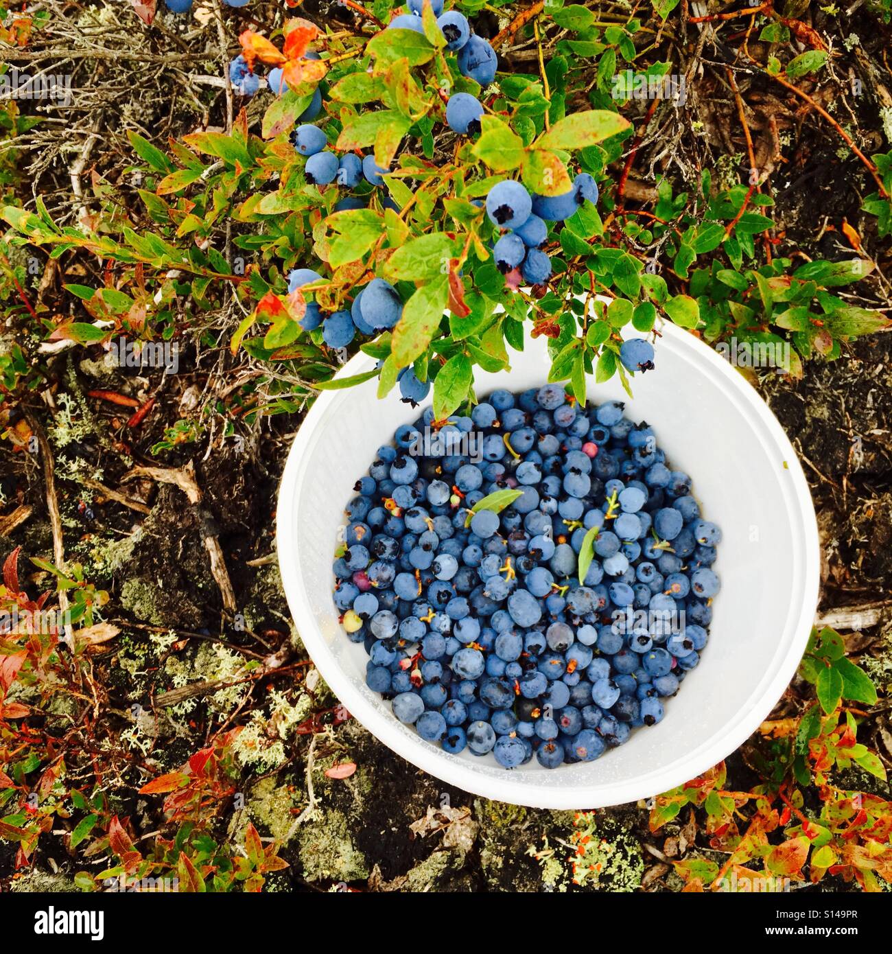Mirtilli selvatici immagini e fotografie stock ad alta risoluzione - Alamy