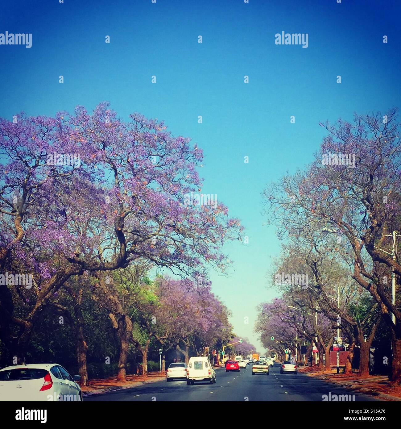 Jacaranda south africa immagini e fotografie stock ad alta risoluzione ...