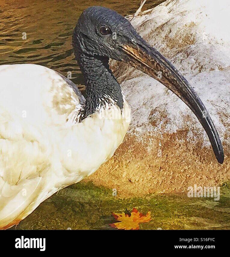 Becco lungo uccello immagini e fotografie stock ad alta risoluzione - Alamy