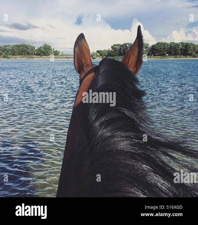 Vista del cavallo immagini e fotografie stock ad alta risoluzione - Alamy