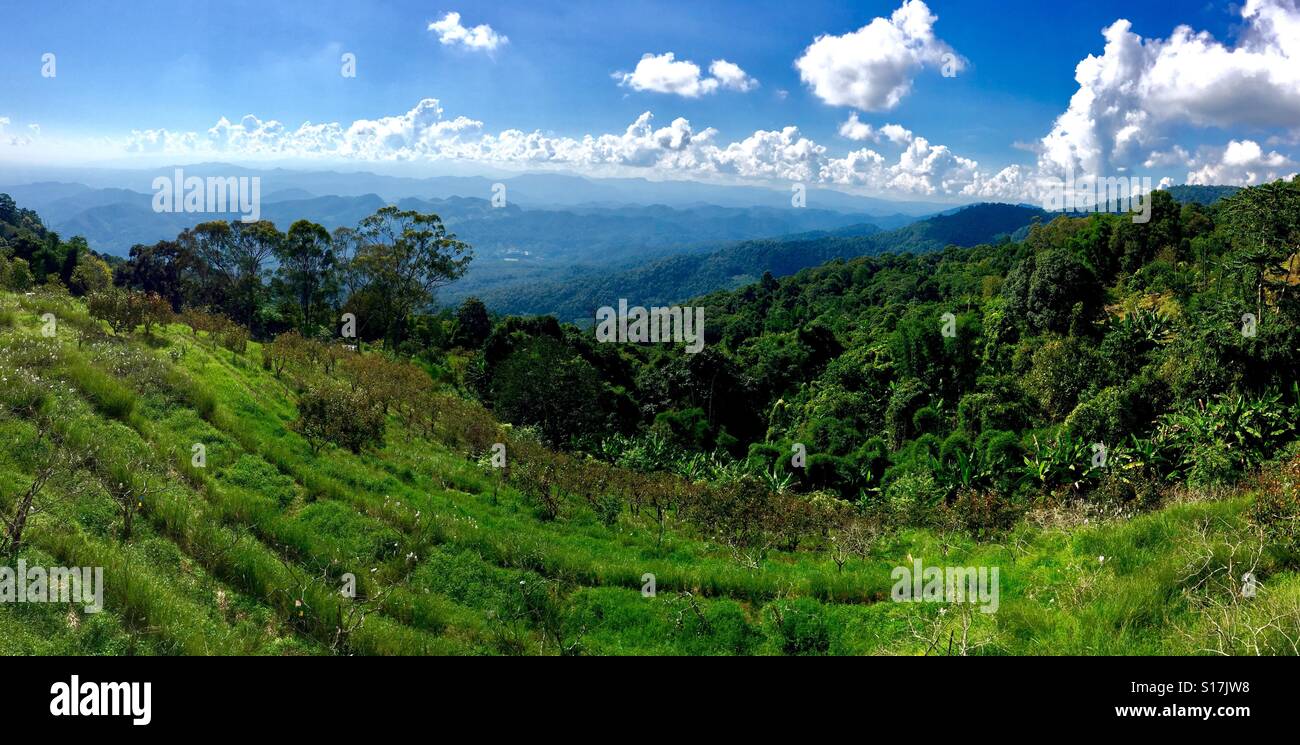 Doi pui immagini e fotografie stock ad alta risoluzione - Alamy