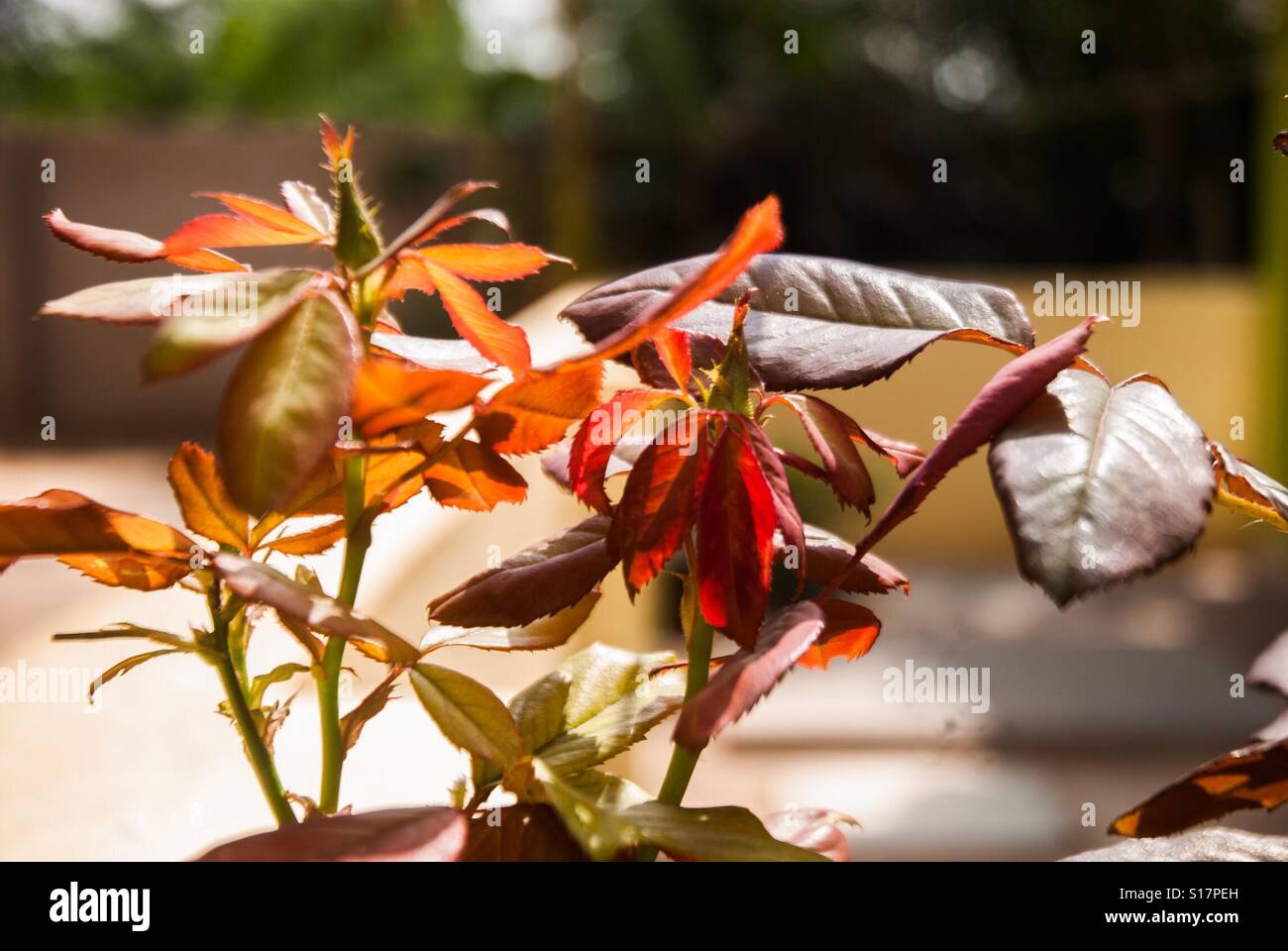 Pianta di rose immagini e fotografie stock ad alta risoluzione - Alamy