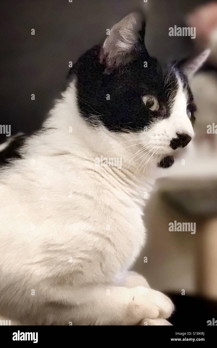 Gatto felix immagini e fotografie stock ad alta risoluzione - Alamy