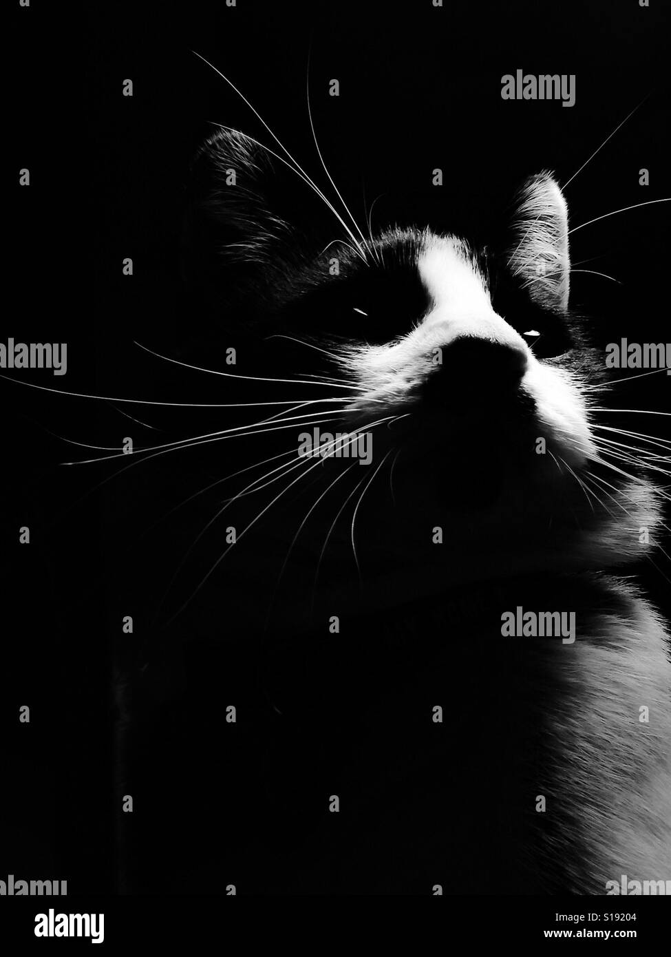 Gatto felix immagini e fotografie stock ad alta risoluzione - Alamy