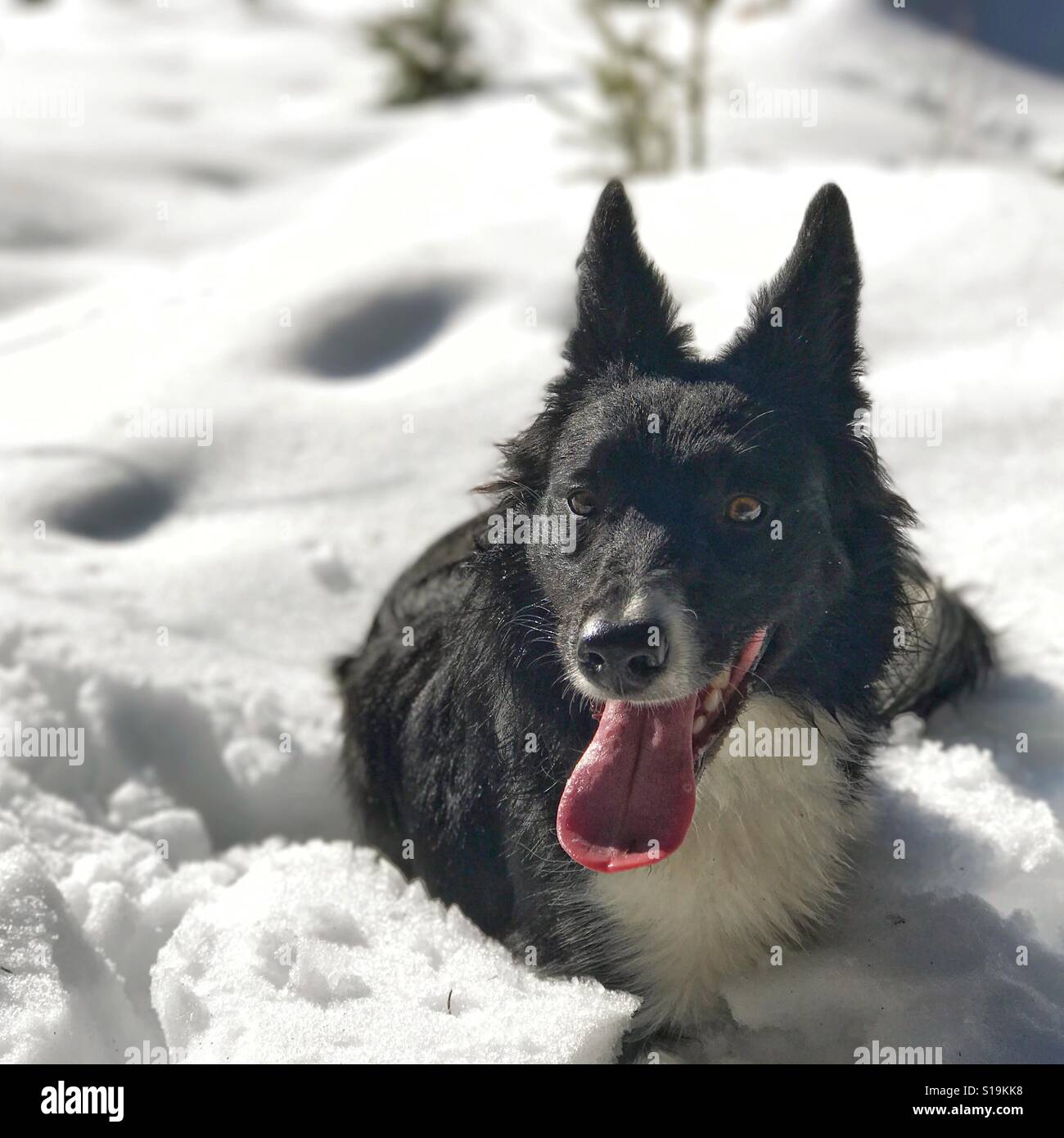 Cane i lingua immagini e fotografie stock ad alta risoluzione - Alamy