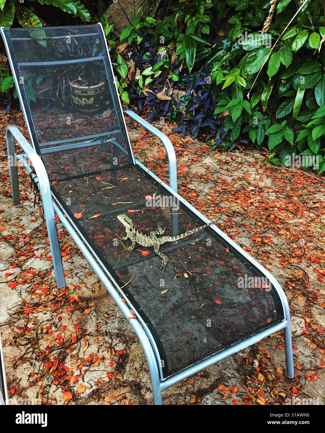 Lounge lizard immagini e fotografie stock ad alta risoluzione - Alamy