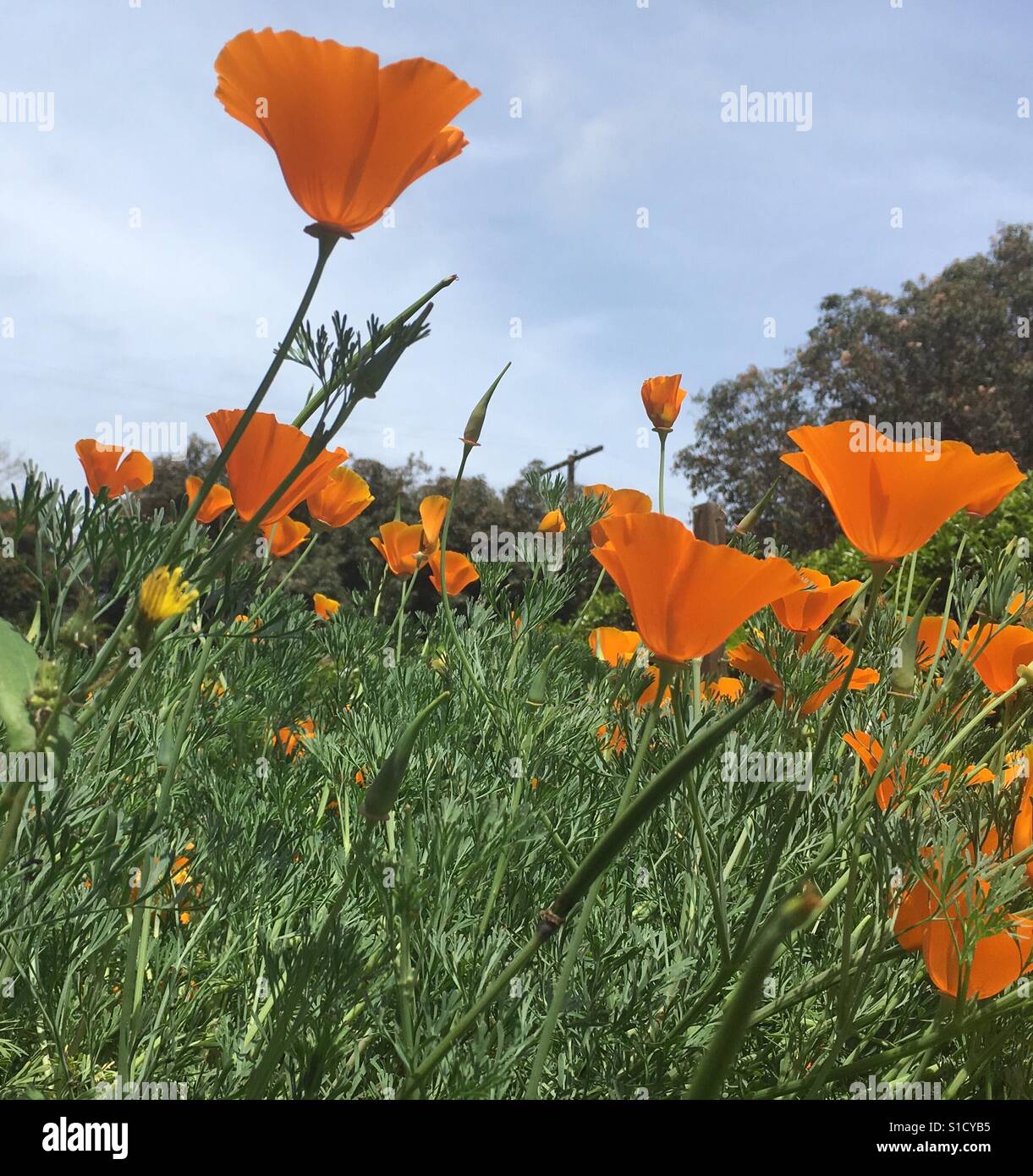 Paesaggio primaverile papaveri gialli immagini e fotografie stock ad ...