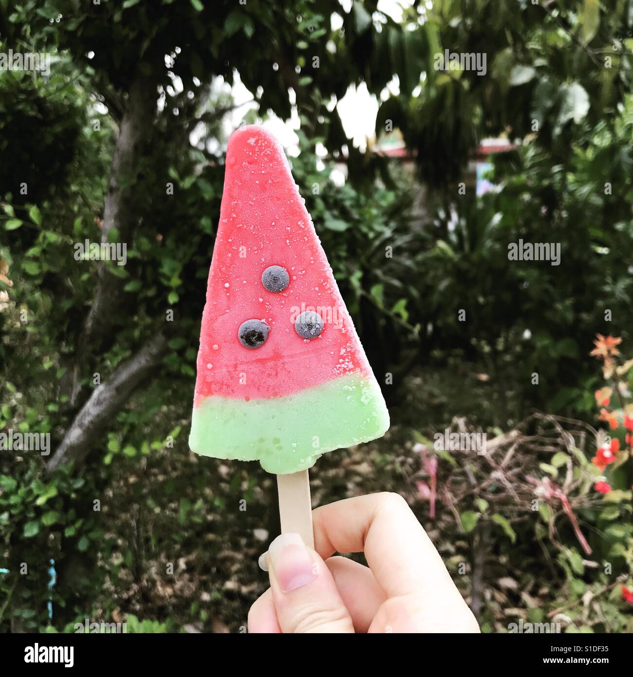 Albero di anguria immagini e fotografie stock ad alta risoluzione - Alamy