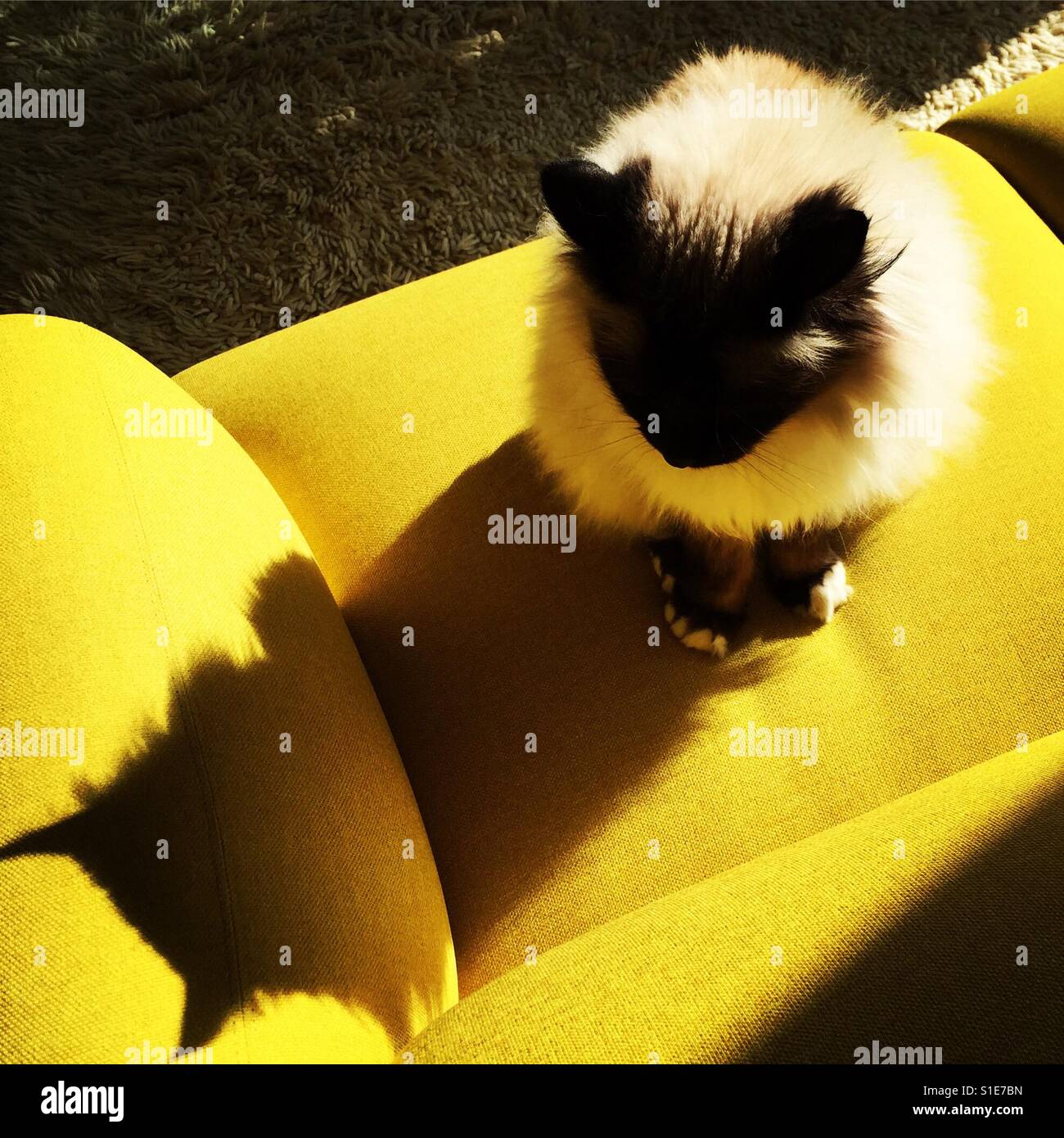 Sagoma di gatto adulto immagini e fotografie stock ad alta risoluzione ...