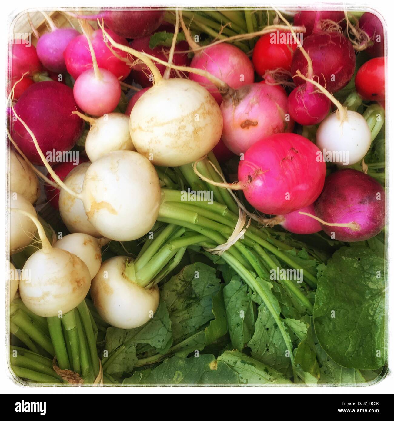 Ravanelli bianchi immagini e fotografie stock ad alta risoluzione - Alamy