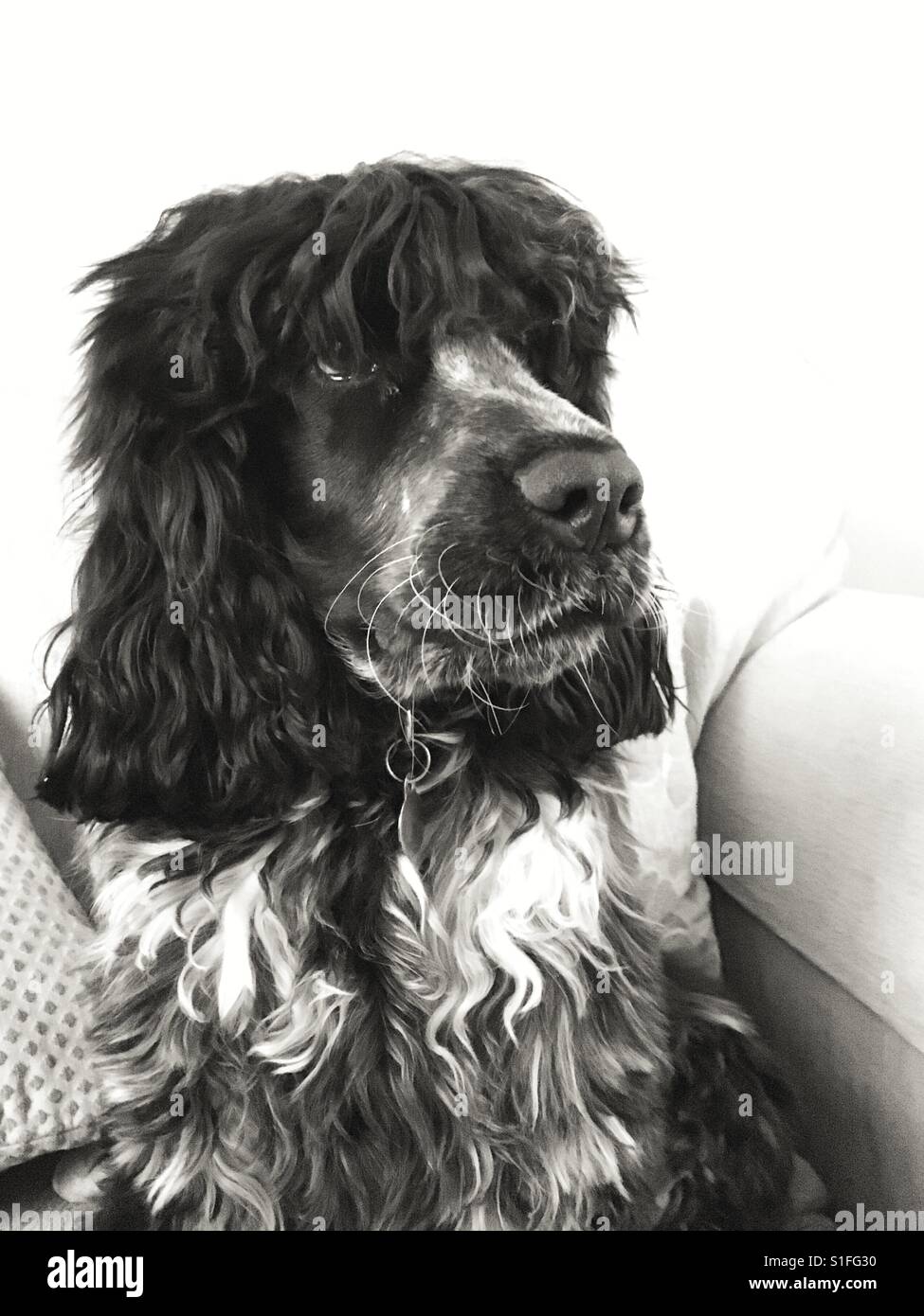 Cane peloso bianco immagini e fotografie stock ad alta risoluzione - Alamy