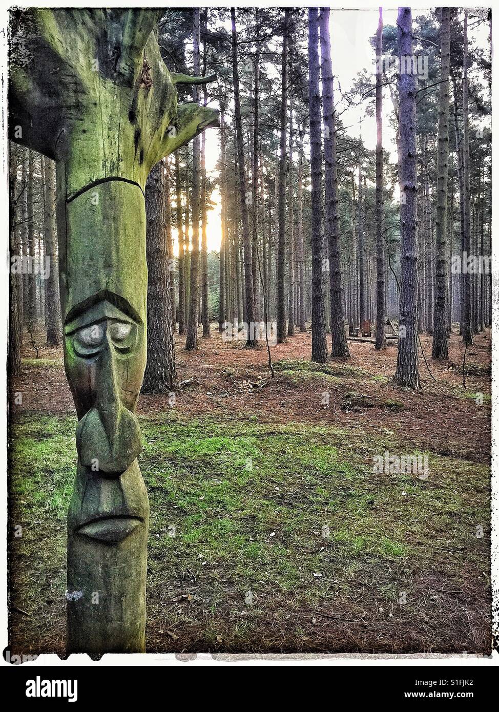 Albero triste immagini e fotografie stock ad alta risoluzione - Alamy