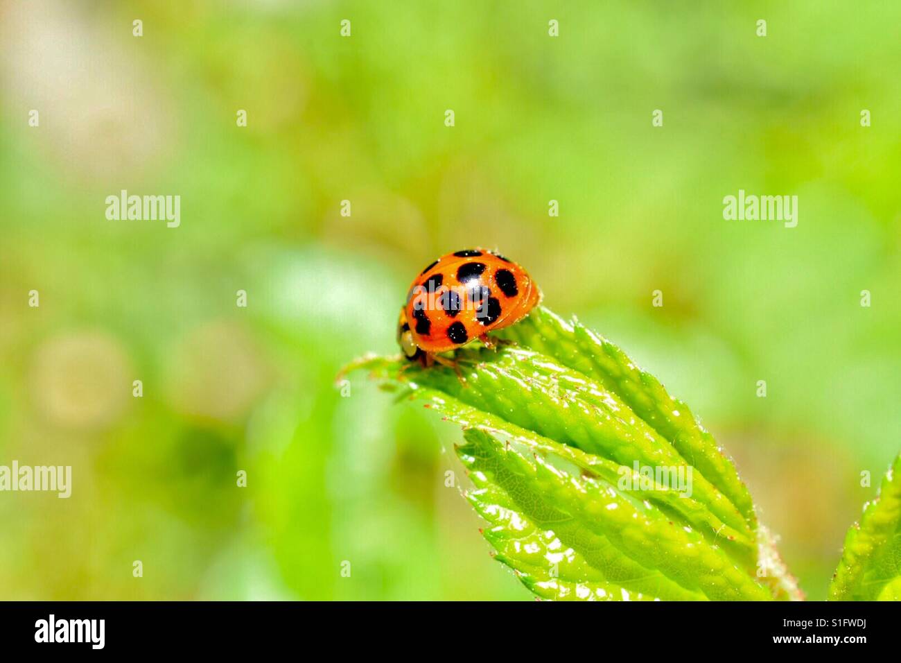 Coccinelle coccinelle bug bug insetti insetti immagini e fotografie ...
