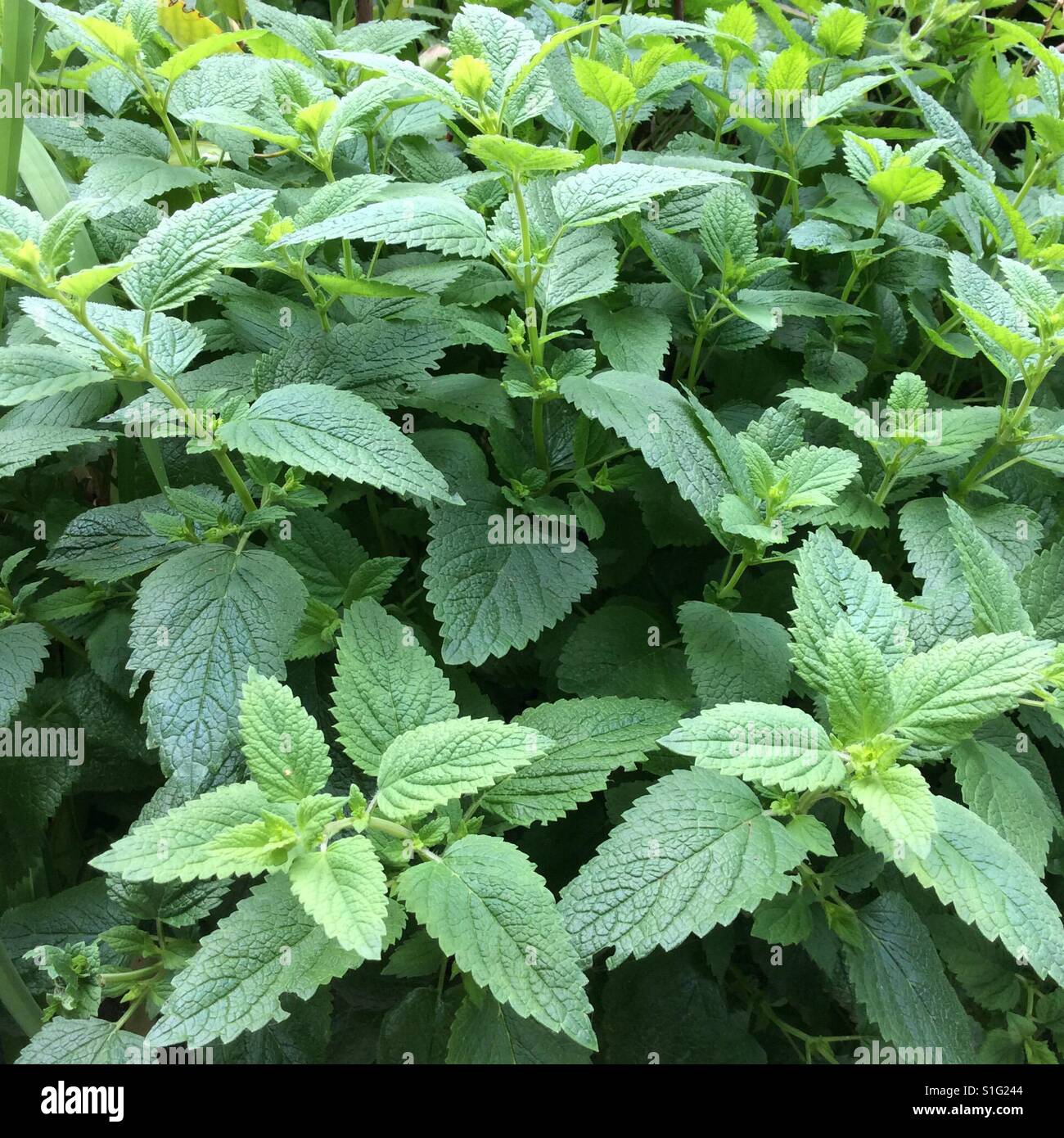 Come coltivare la melissa immagini e fotografie stock ad alta ...