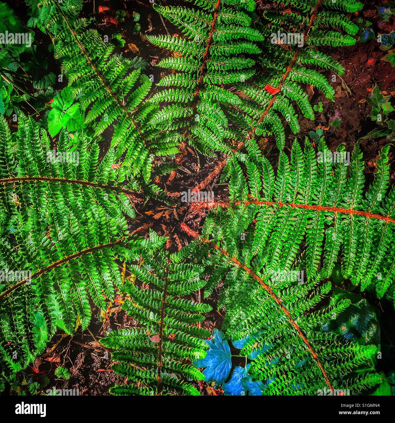 Felci preistoriche immagini e fotografie stock ad alta risoluzione - Alamy