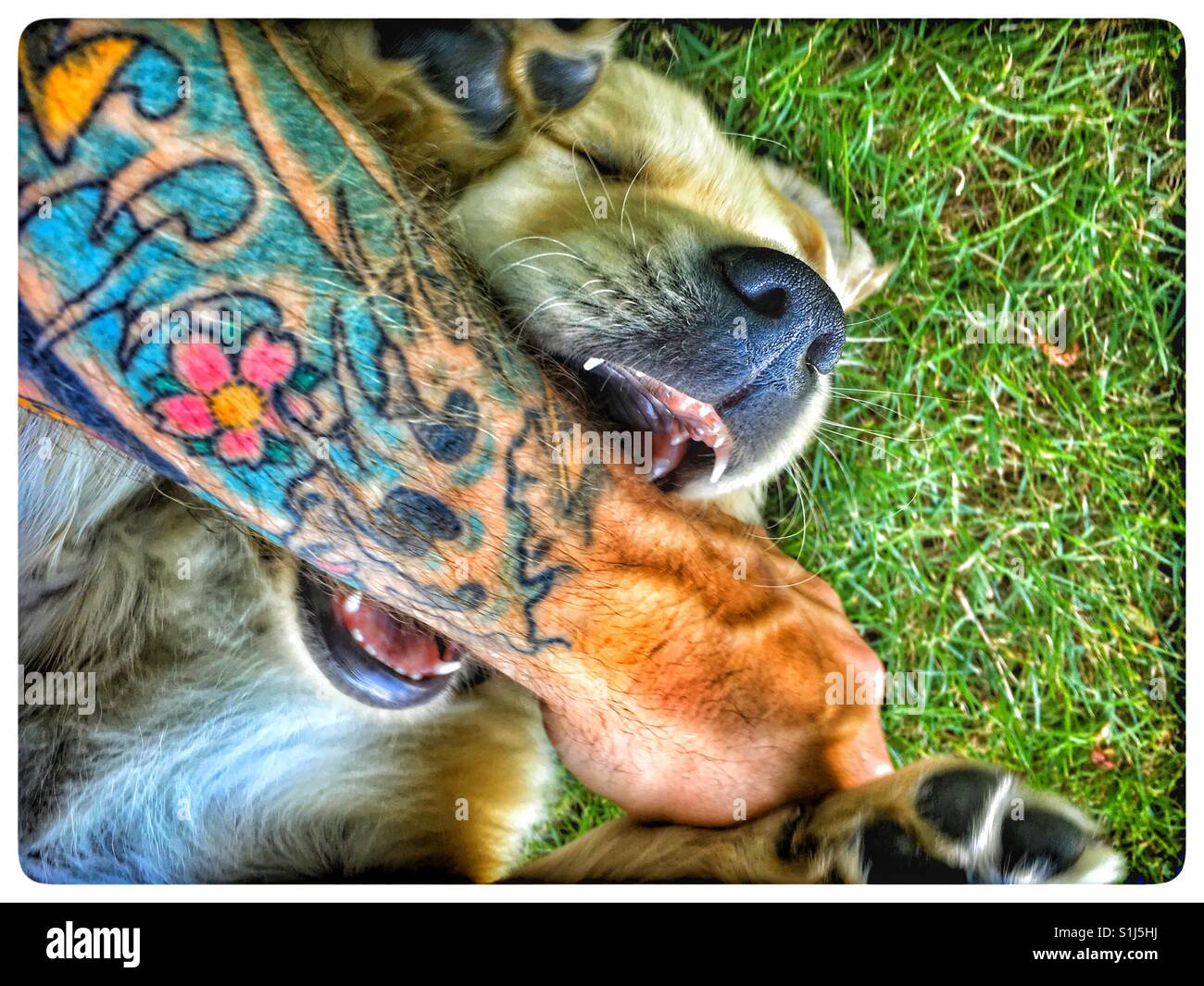 Morso di cane immagini e fotografie stock ad alta risoluzione - Alamy