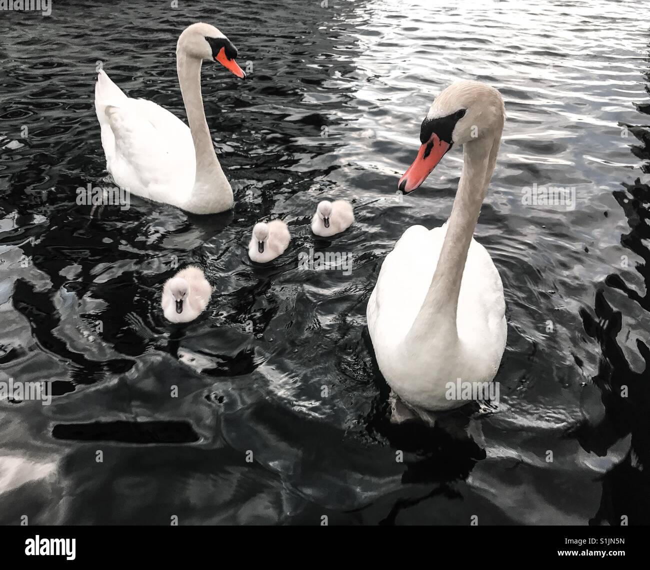 Cigno Famiglia Immagini e Fotos Stock - Alamy