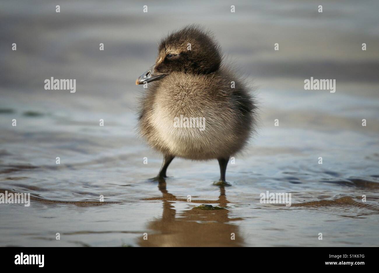 Eider duck immagini e fotografie stock ad alta risoluzione - Alamy