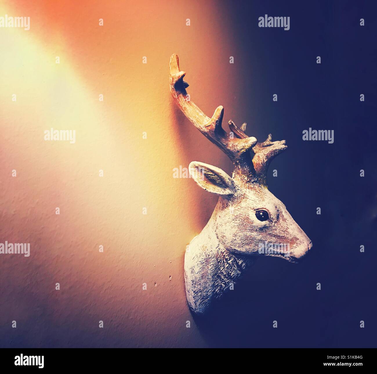 La testa di cervo immagini e fotografie stock ad alta risoluzione - Alamy