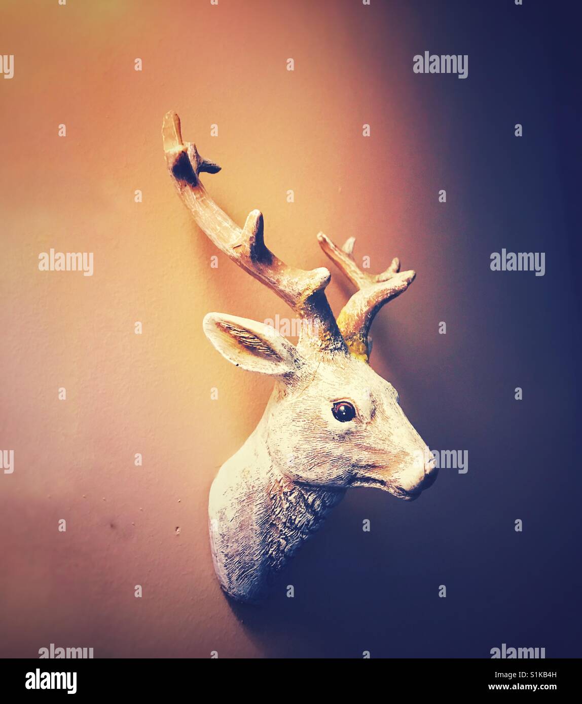 La testa di cervo immagini e fotografie stock ad alta risoluzione - Alamy
