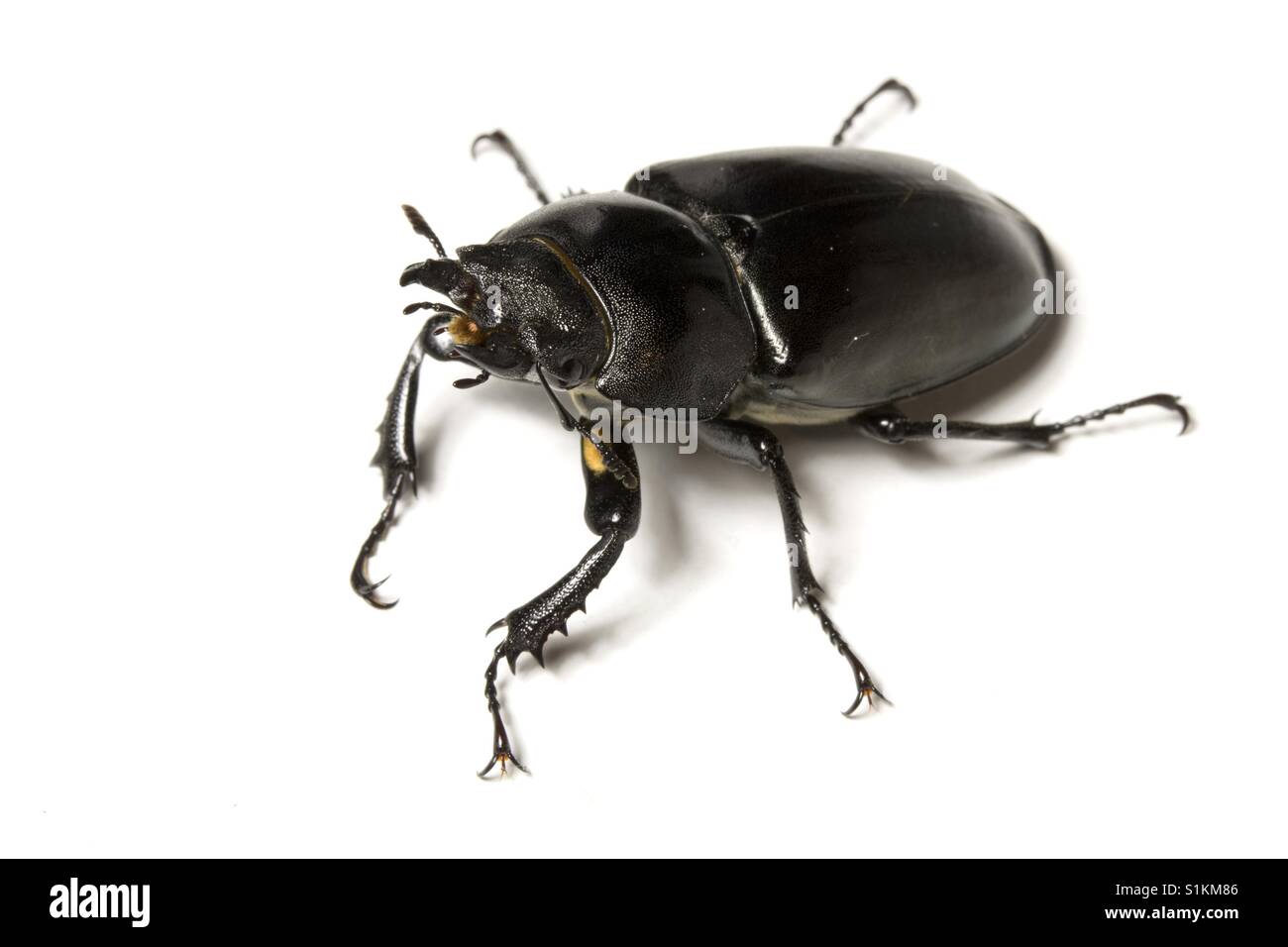 Cervo volante femmina immagini e fotografie stock ad alta risoluzione ...