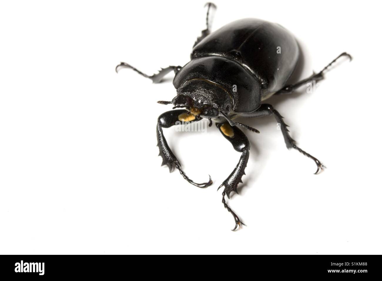 Cervo volante femmina immagini e fotografie stock ad alta risoluzione ...