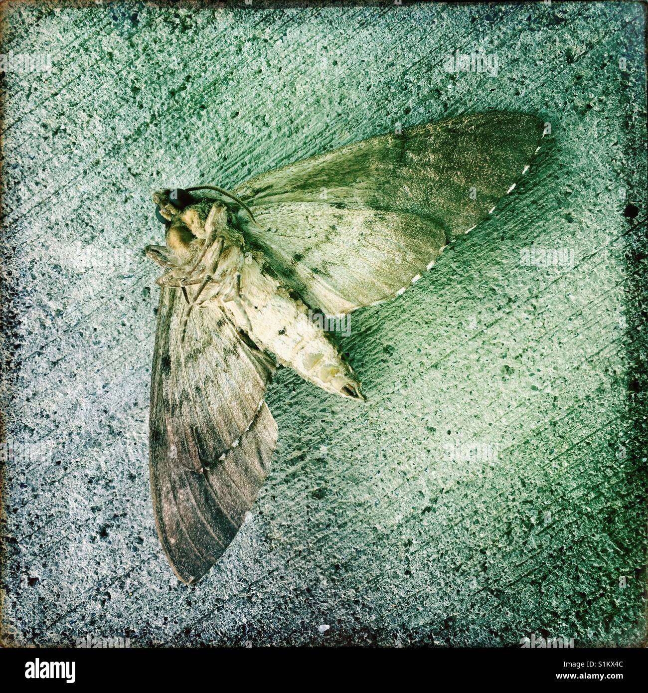 Falena gigante immagini e fotografie stock ad alta risoluzione - Alamy