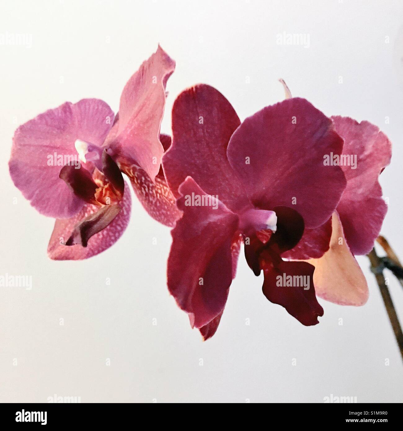 Pianta di orchidea dalla fioritura esotica immagini e fotografie stock ...