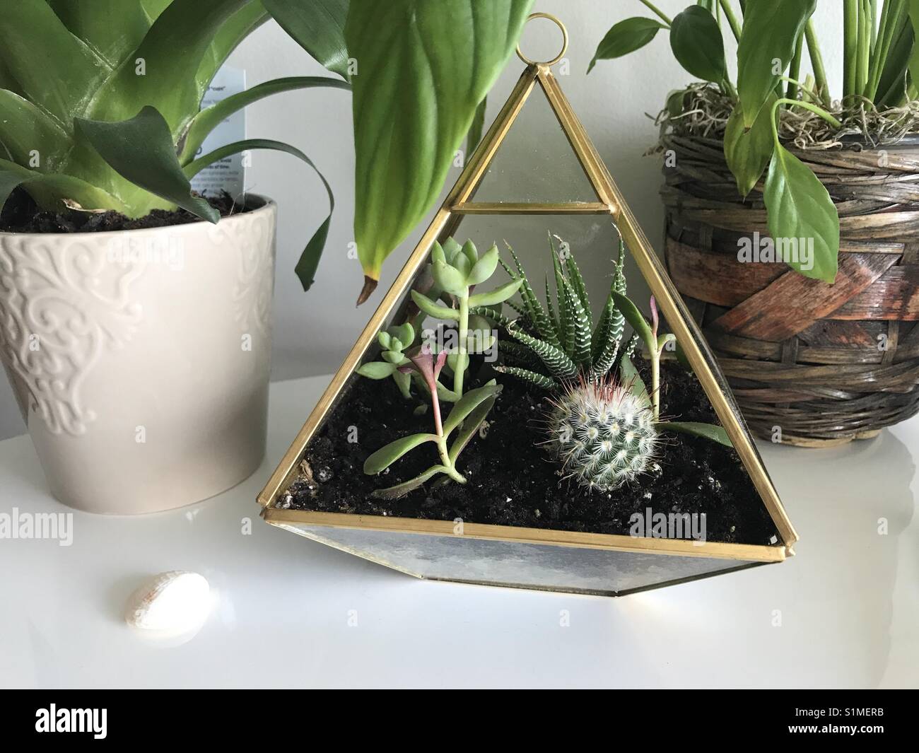 Piante di terrario immagini e fotografie stock ad alta risoluzione - Alamy